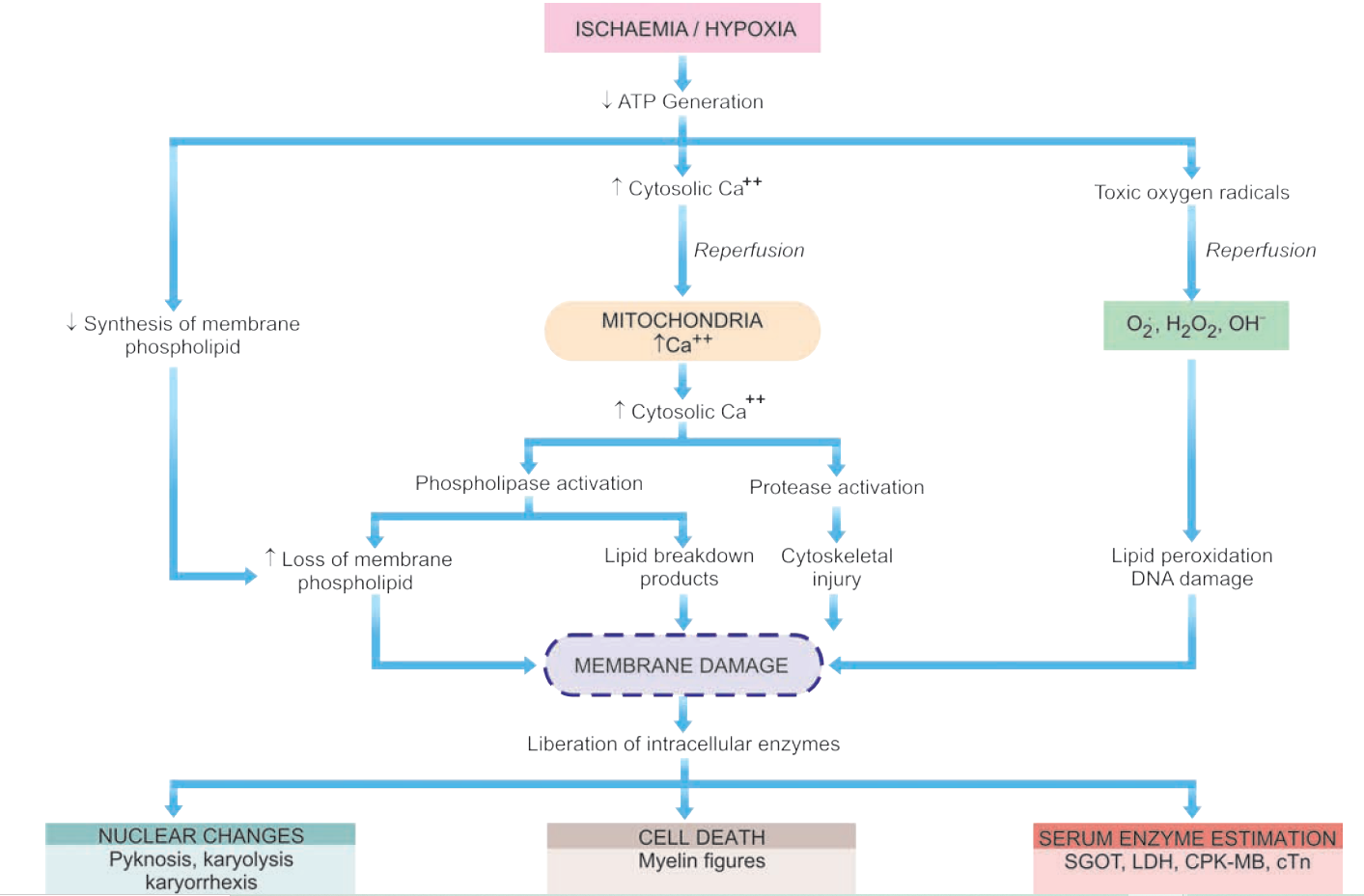 Causes of cell injuries and cell death ⋆ AgVetnepal