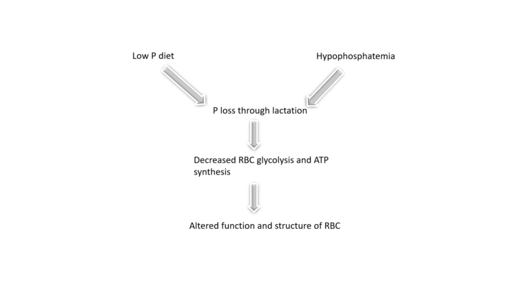 Postparturient hemoglobinuria (PPH) in animals ⋆ AgVetnepal