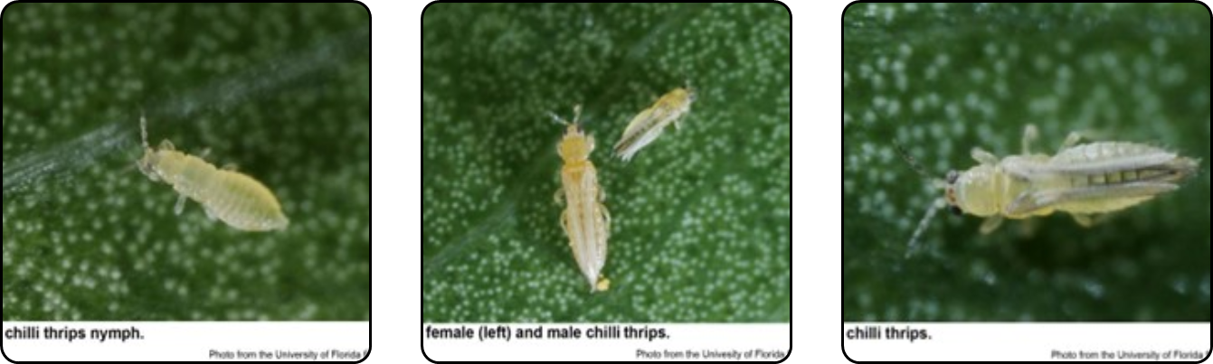 Pest of Chilli ⋆ AgVetnepal