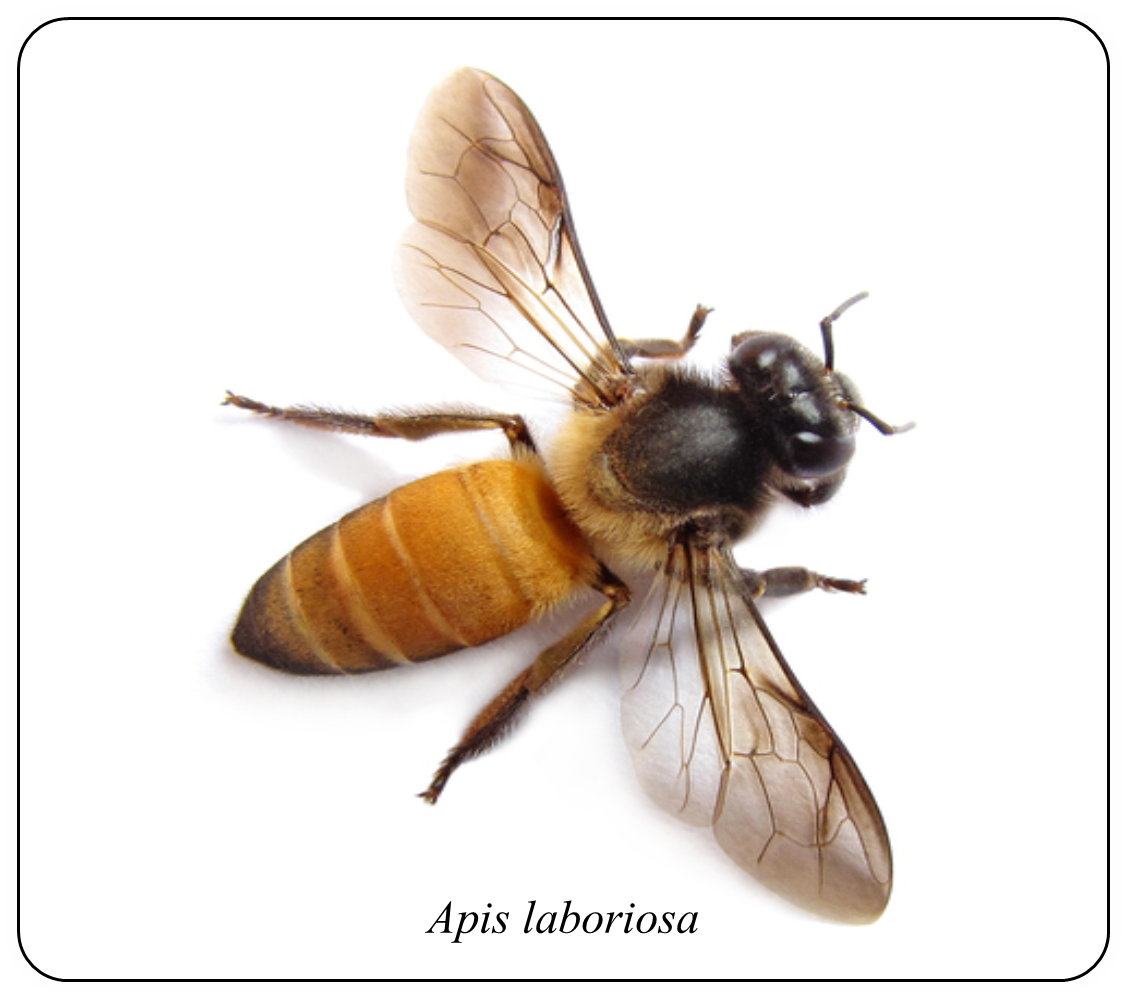 Different species of Honeybees: Indigenous and Exotic Species ⋆ AgVetnepal