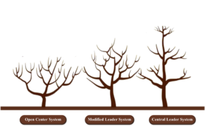 Training System in Orchards