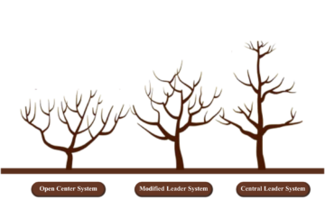 Training System in Orchards