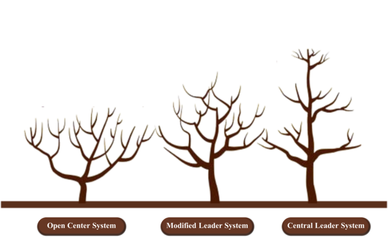 Training System in Orchards